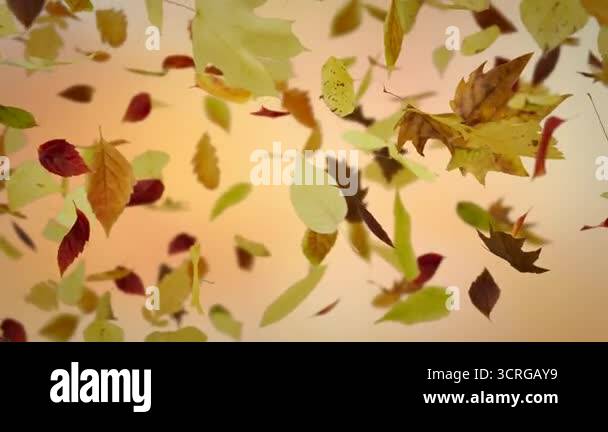 Realistic 3D animation of falling autumn leaves. Various leaf types ...