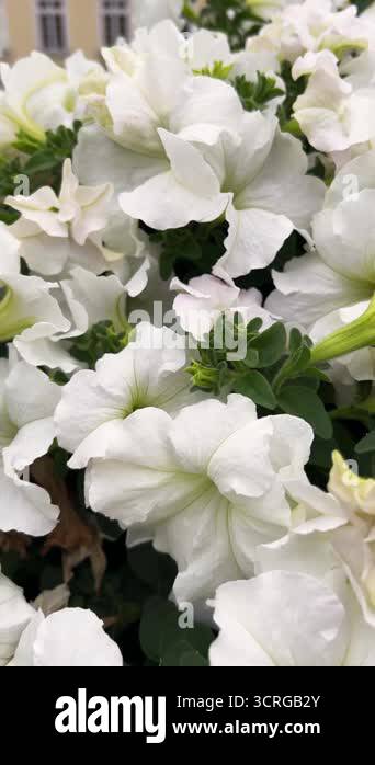 Petunias white petunia flowers Stock Videos & Footage - HD and 4K Video ...