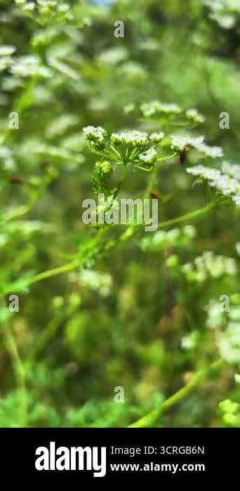 Hemlock conium maculatum flowers Stock Videos & Footage - HD and 4K ...
