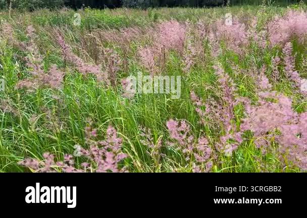 Meadow with Melinis repens grass Stock Video Footage - Alamy