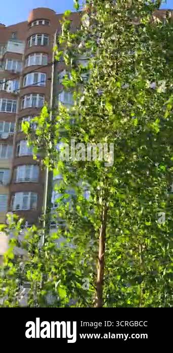 Leaves and tree branches swaying in the wind against a backdrop of a ...
