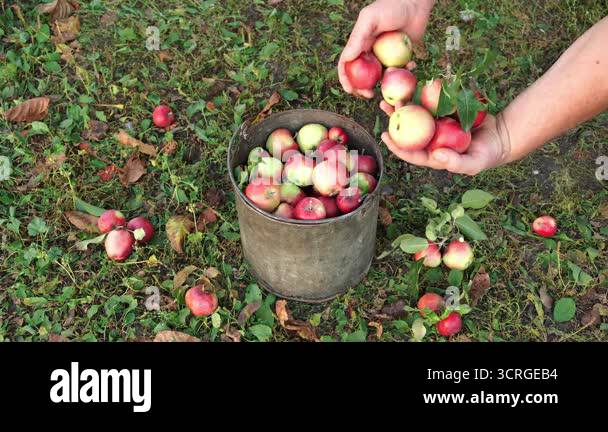 Hands gather freshly picked apples from the ground and place them in a ...