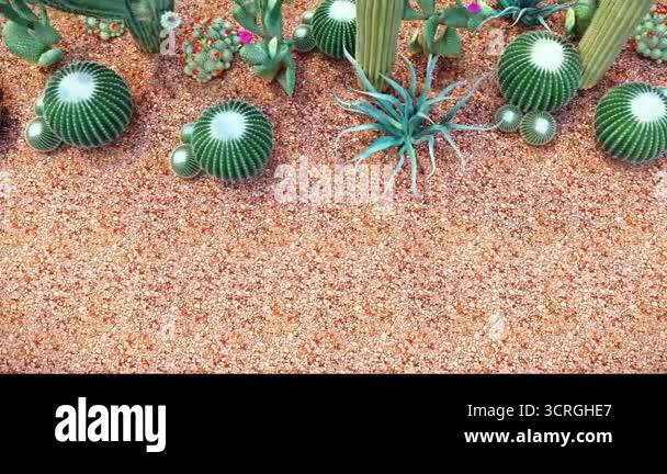 3D Animation showing a top view of various desert cactus species on a ...