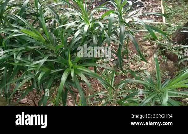 Close up of Pleomele angustifolia or Dracaena angustifolia, The leaves ...