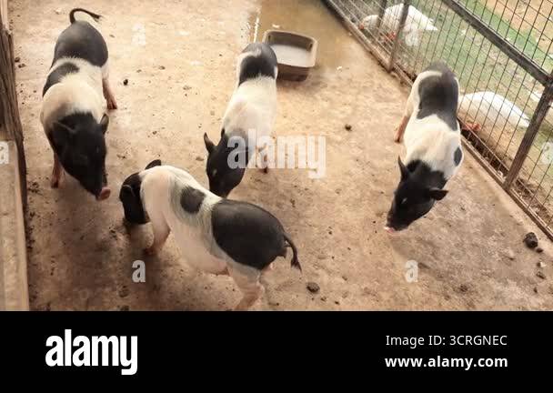 Pig in a farm, animal pigs Stock Video Footage - Alamy