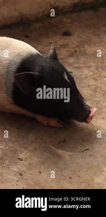 Pig in a farm, animal pigs Stock Video Footage - Alamy