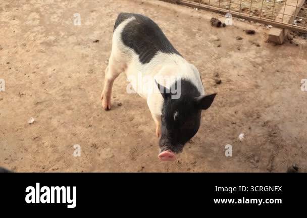 Pig in a farm, animal pigs Stock Video Footage - Alamy