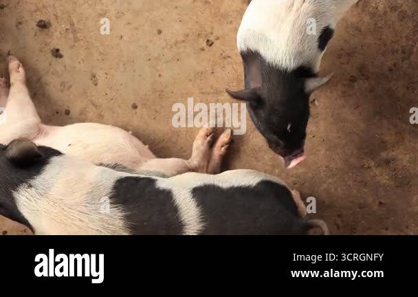 Pig in a farm, animal pigs Stock Video Footage - Alamy
