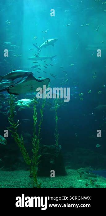 Sharks, Manta Ray and school of tropical fish swim underwater in ...