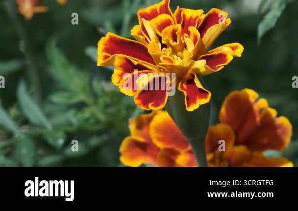 Colorful marigold flowers display their beauty in a sunny garden ...
