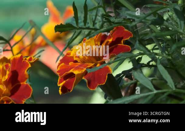 Colorful marigold flowers sway gently in a bright garden under the sun ...