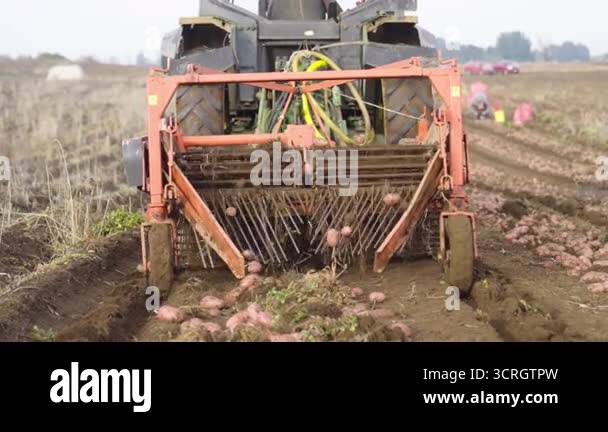 Potato Harvester Front View Pulling Crops From Soil. High quality 4k ...
