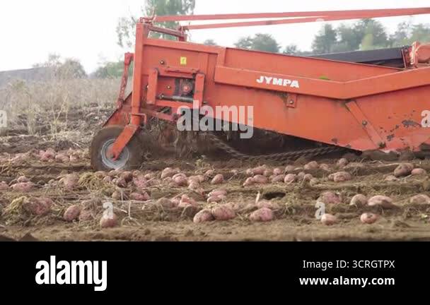Potato Harvester Front View Pulling Crops From Soil. High quality 4k ...
