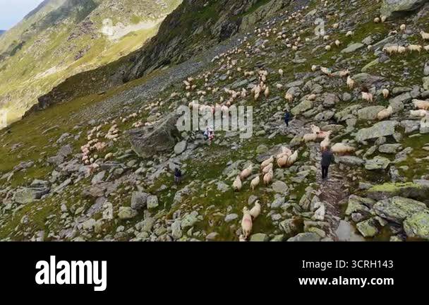 Big flock of white sheep rambling by the slopes of the mountains ...