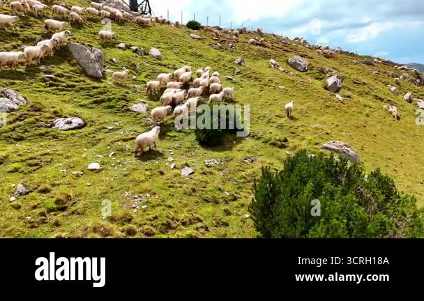 Groups of sheep in the flock run by the pasture. Livestock grazing in ...