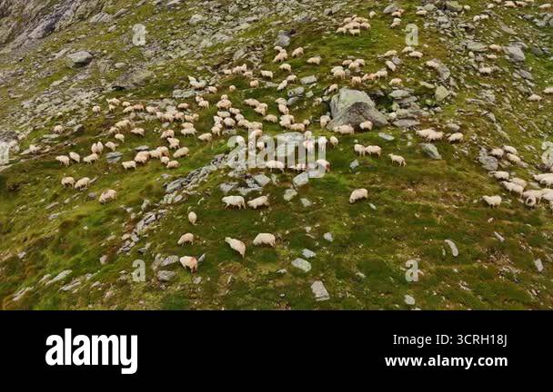 Numerous white sheep graze on the mountain slope. Domestic animals ...
