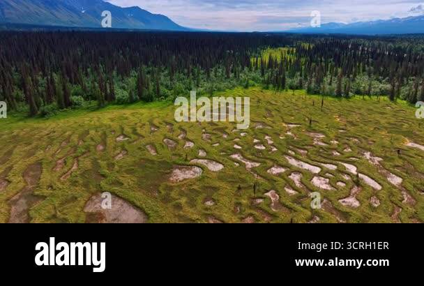 Meadow in the woods with an unusual swamp. Pine tree forests surround ...