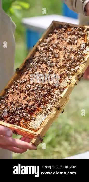 Honeycomb with bee bread. Bees pack honeycomb with bee bread Stock Video Footage - Alamy