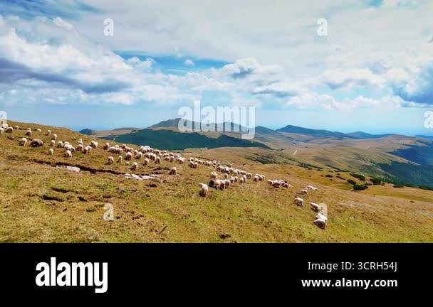 Approaching the flock of sheep on the sunny meadow. Beautiful hills at ...