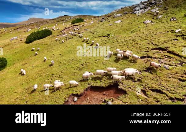 Flocks of white sheep approaching camera by the mountain slopes ...