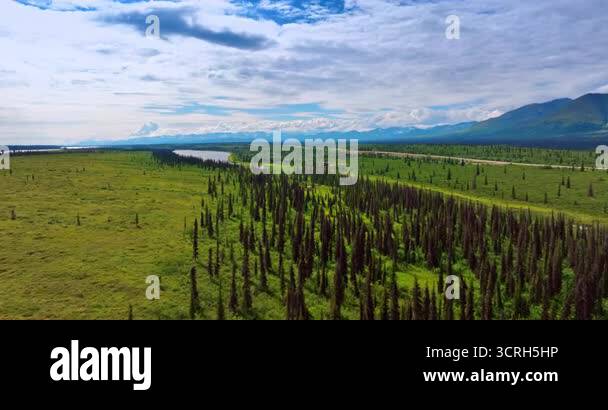 Footage over the pine trees growing in the valley. Approaching the ...