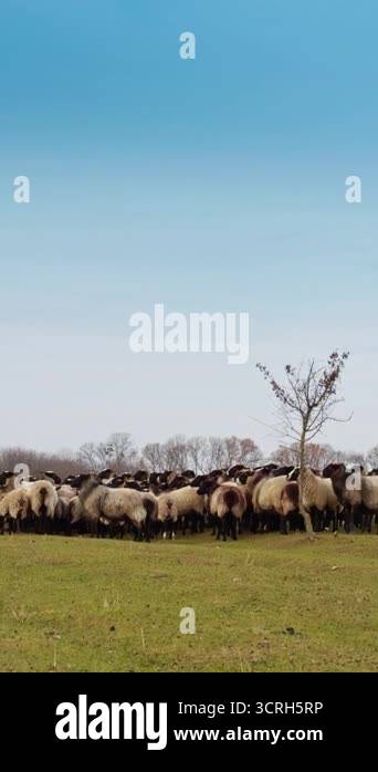 Fluffy sheep crowded around a little tree in the field. Animals turn to ...