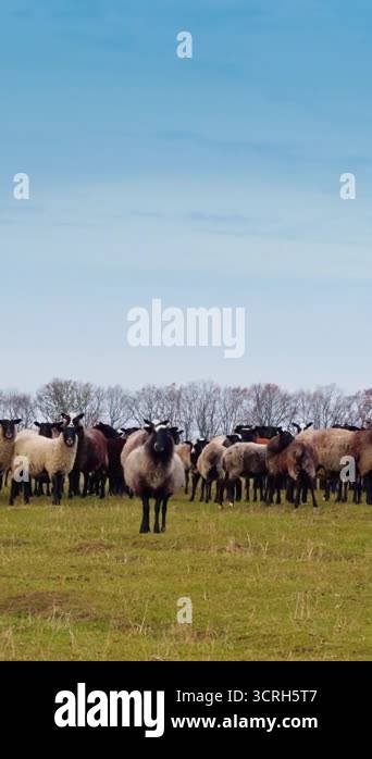 Sheep in the big flock turn away from camera and walk away. Pasturing ...