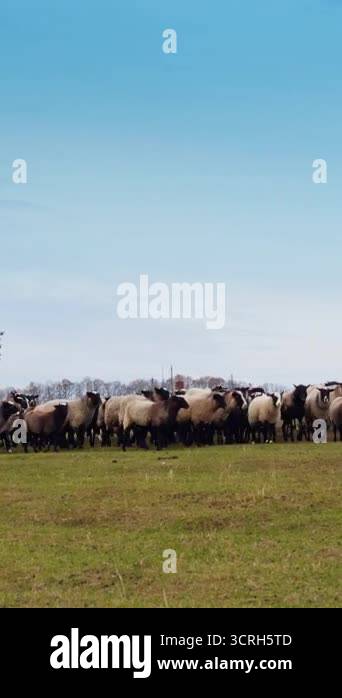 Approaching flock of black-muzzled sheep in the field. Small cattle ...