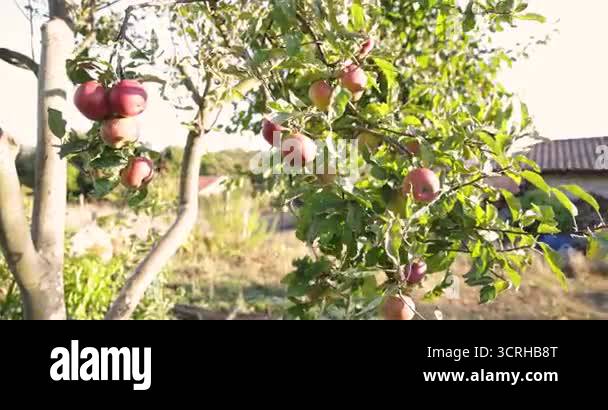 A tree with many apples on it. The apples are red and green. The tree ...