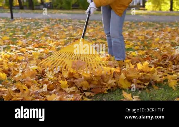 During a sunny autumn day, leaves fall from trees, creating a beautiful ...