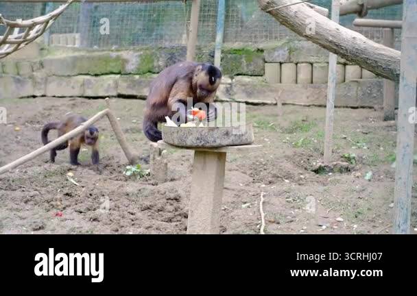 A close-up video captures a couple of capuchin monkeys in a zoo ...