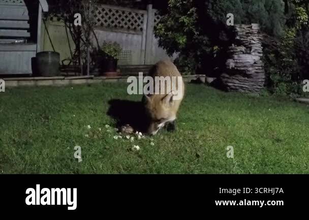 The red fox (Vulpes vulpes) is a highly adaptable, omnivorous mammal ...
