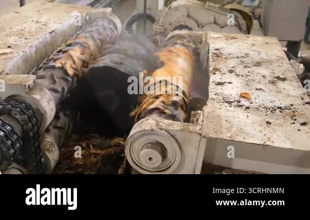 Debarking logs on automated machine removing bark on woodworking ...