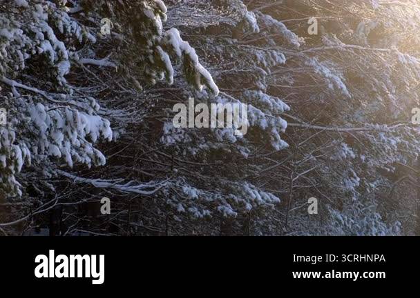 Sun gently illuminating snow covered pine forest in winter time on wild ...