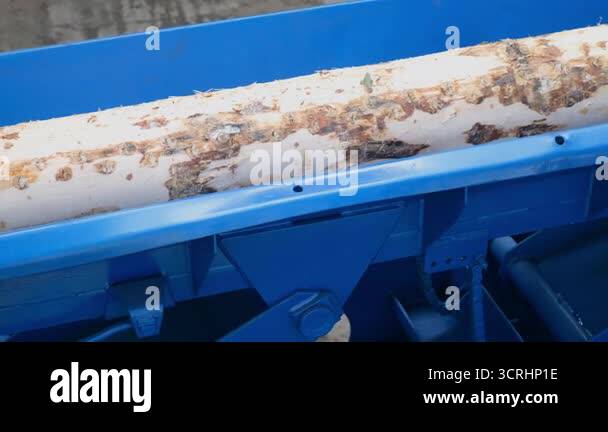 Log without bark moving on conveyor belt in lumber mill on woodworking ...