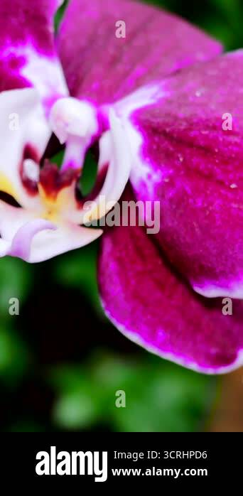 A close-up view of a stunning orchid flower shows its unique structure ...