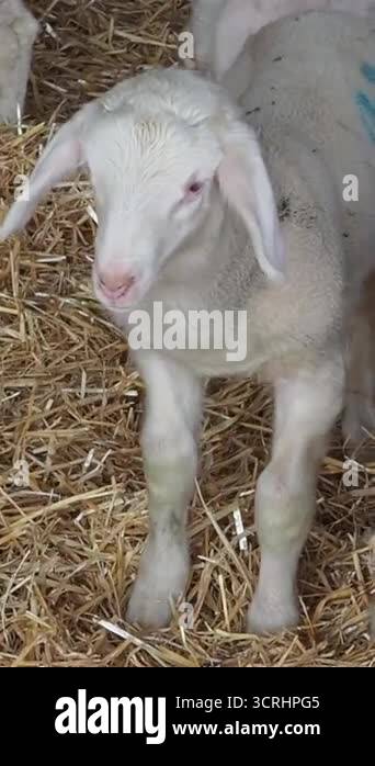 A playful young goat is seen cautiously moving around a warm, straw ...