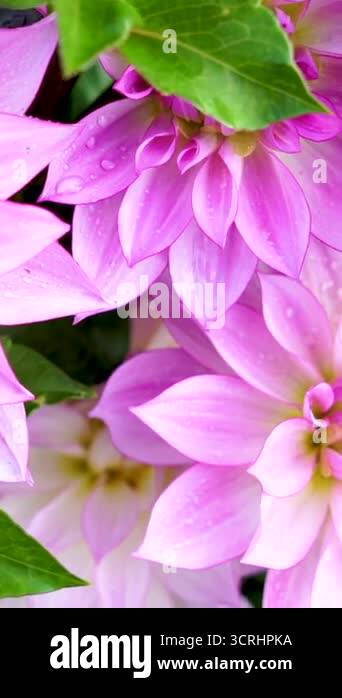 Beautiful floral display horticultural Stock Videos & Footage - HD and ...