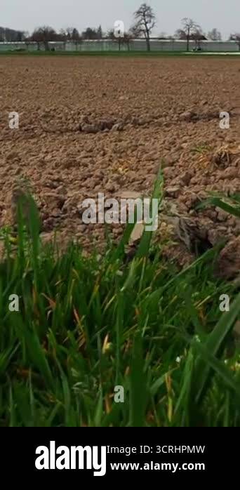Freshly tilled soil lies in a rural field, with lush green grass ...