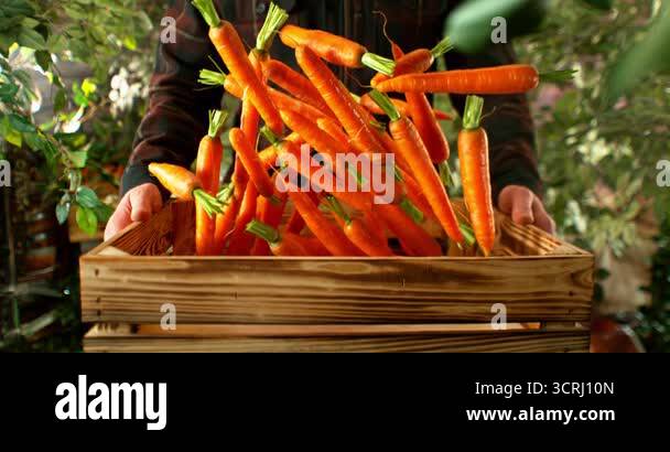 Super Slow Motion of Falling Carrots into Wooden Box. Farmer Holding ...