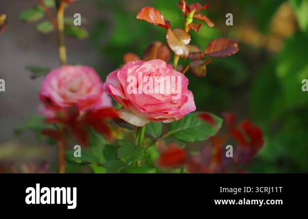 Smooth camera movement around a growing pink rose, close-up. High ...