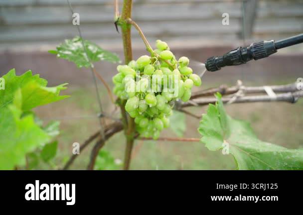 Young green bunches of grapes are sprayed with a product against fungal ...