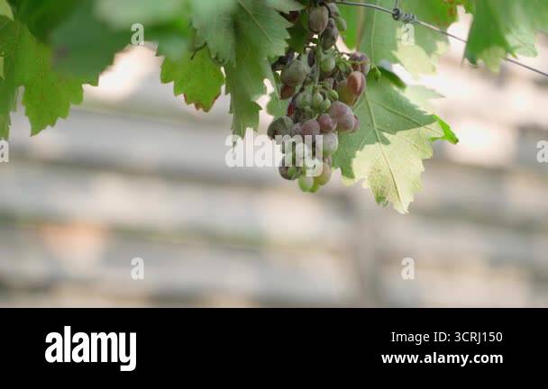 Bunches of grapes are sick with fungal diseases, close-up. Bad grape ...