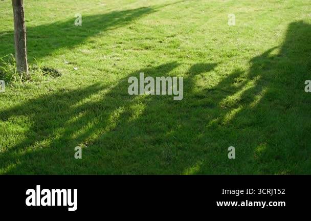 Green grass lawn shadows Stock Videos & Footage - HD and 4K Video Clips ...