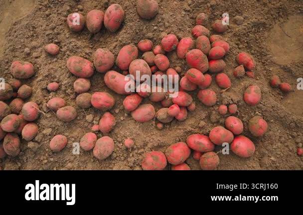 Smooth camera zoom in on a crop of red potatoes lying on the soil of a ...