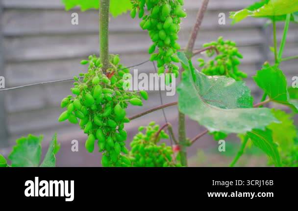 Young green bunches of grapes are sprayed with a product against fungal ...