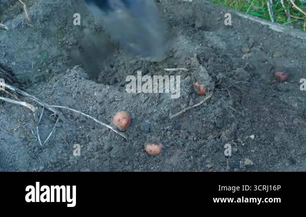 Poor farming yield Stock Videos & Footage - HD and 4K Video Clips - Alamy