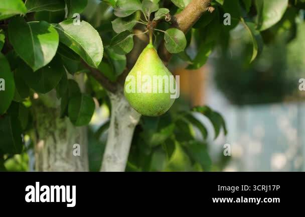 Smooth camera movement around a pear tree growing in a vegetable garden ...