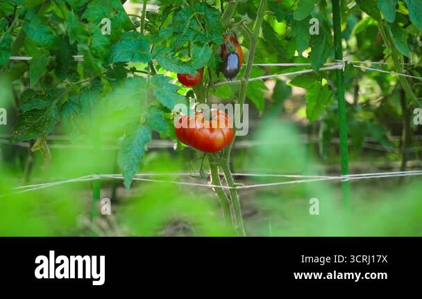 Smooth camera movement around a red tomato growing in a vegetable ...