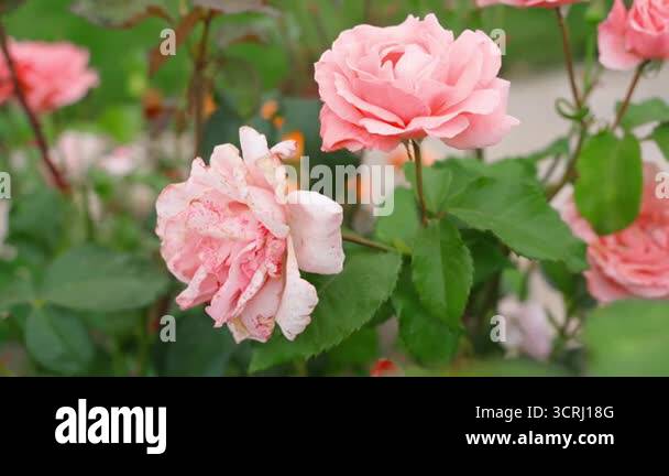 Cleaning roses in a rose garden from old, over-bloomed flowers. A gardener cuts flowers with a ...